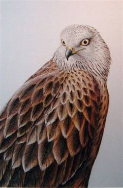 Red Kite By Nicholas Day